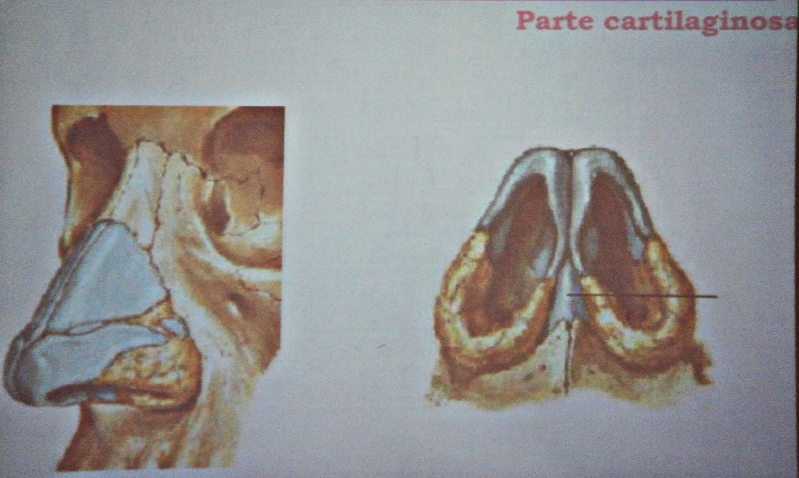 Nariz, senos paranasales - Sistema respiratorio