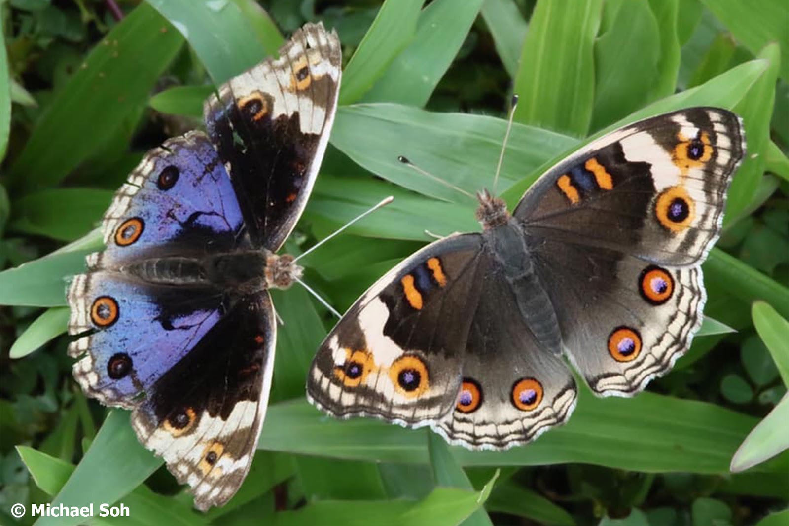 Butterflies of Singapore: Variation or Form?