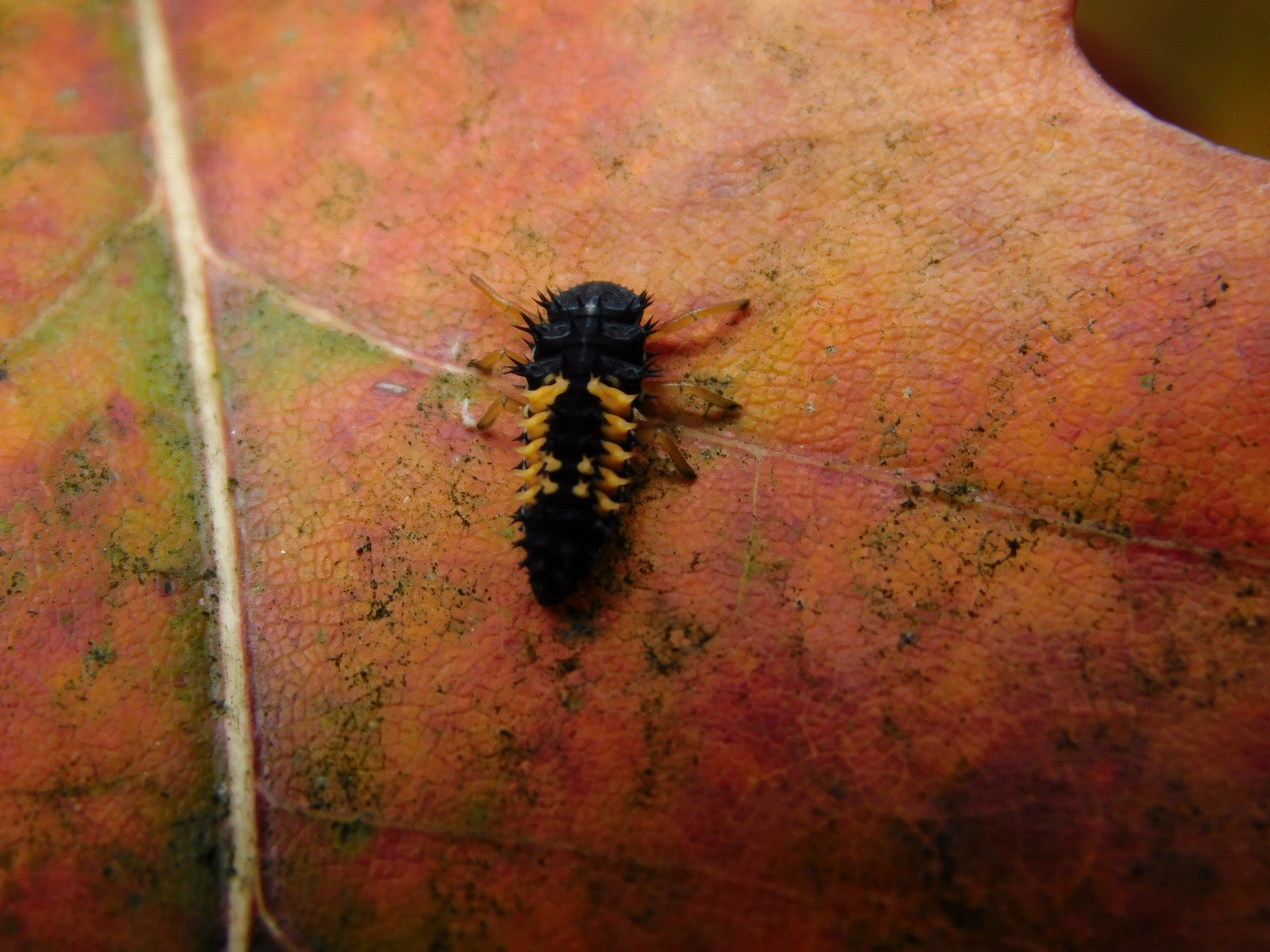 LA MULTI ANI, ROMANIA!: Insecte pe frunze colorate