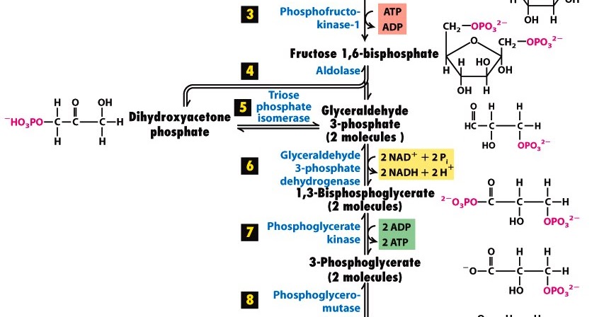 SENTHIL PRABHU SIVASAMY: Glycolysis