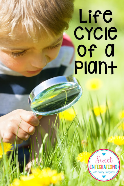 Exploring the Life Cycle of a Plant: Engaging Springtime Fun | Sweet ...