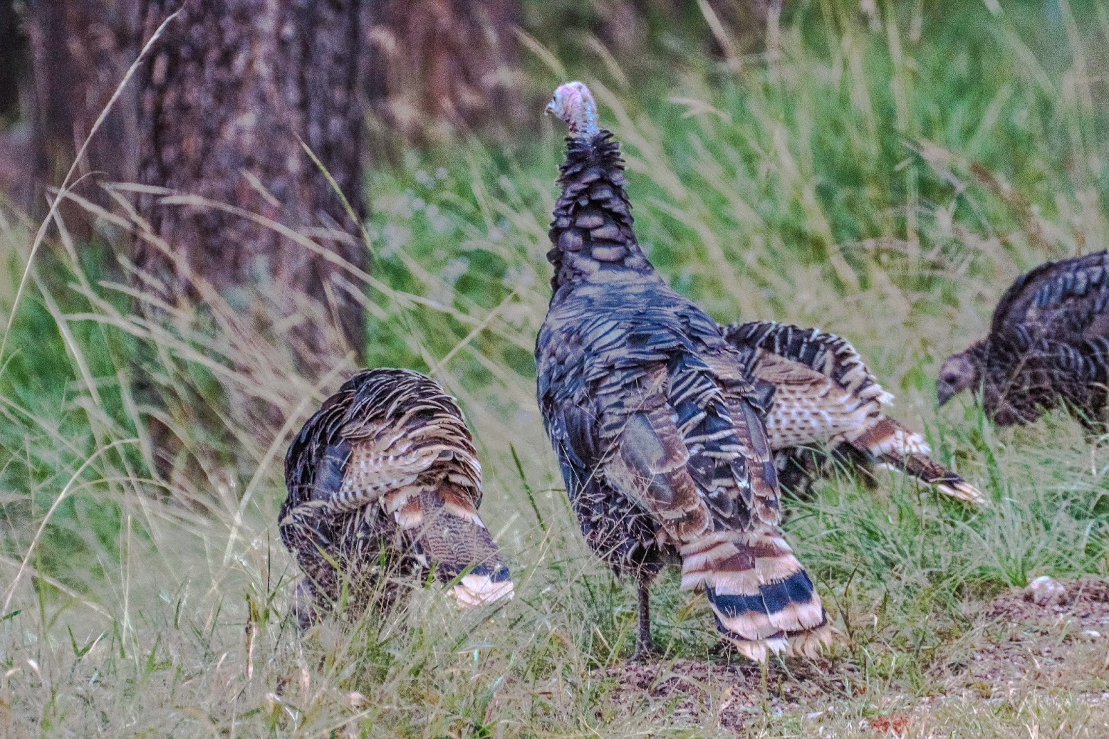 Cannundrums: Merriam's Wild Turkey