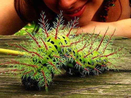 Biologia-Vida: Taturana Lonomia / Lonomia caterpillars (Lonomia sp.)