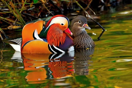 Beautiful Duck in the World