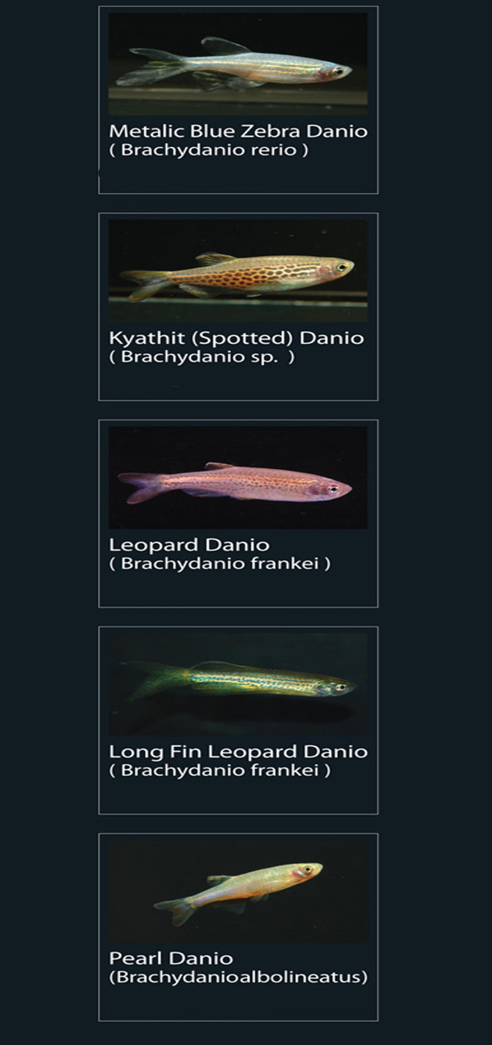 26 Jenis Ikan Hias Zebra Danio Populer