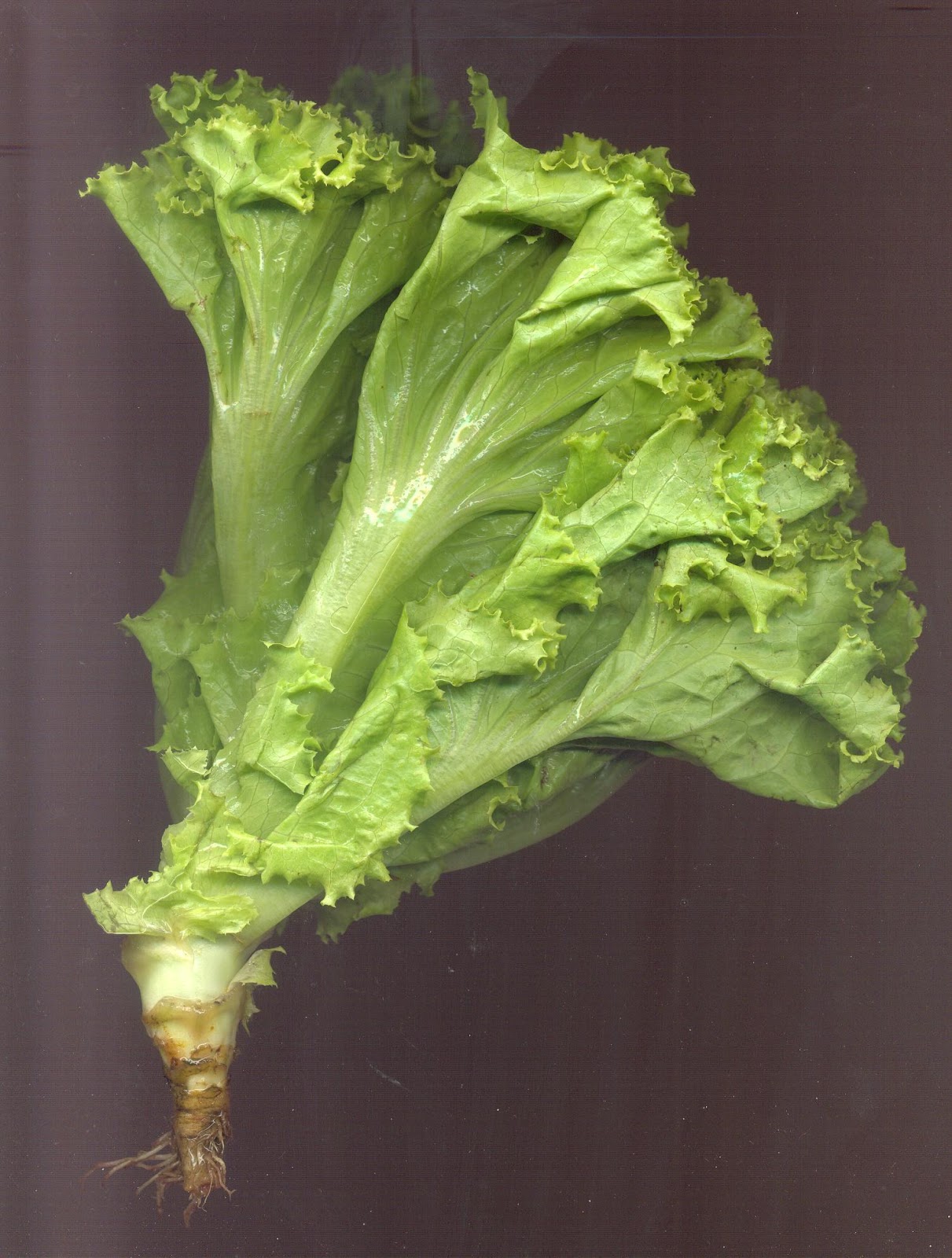 letsugas - philippin news collections