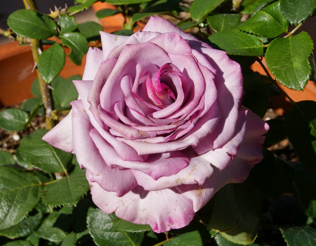 Organic Garden Dreams: March Roses