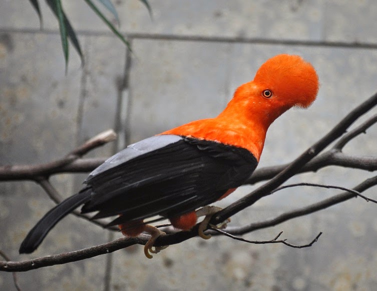 ZOOTOGRAFIANDO (6.100 ANIMALS): GALLITO DE ROCA / ANDEAN COCK-OF-THE ...