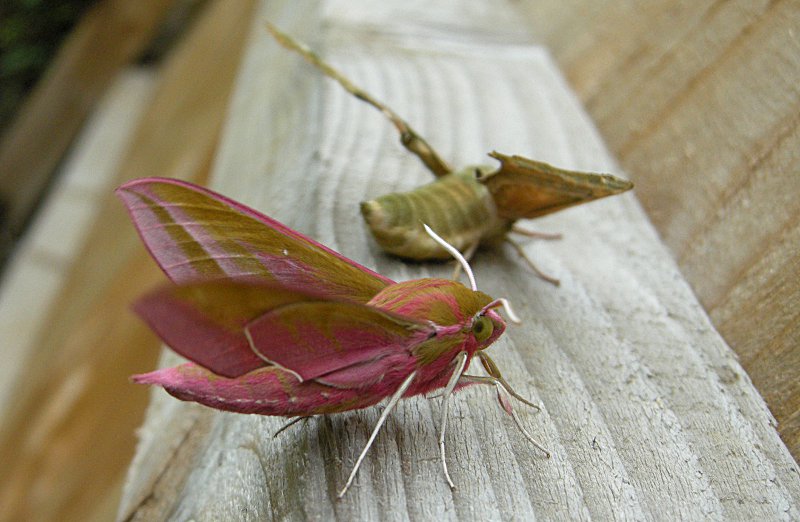 i-moff: Hawk-moth anyone?
