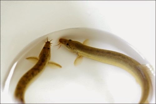 Life in Korea: Weird Korean Food 1 - Mudfish (loach) Soup