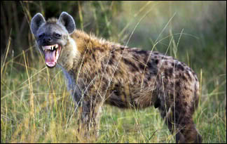 My Familia: kenalkah anda dengan dubuk..???