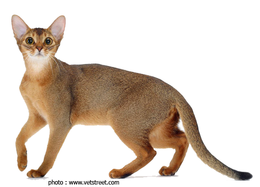 Abyssinian Cat ( kucing Abyssianian ) | Bumencat