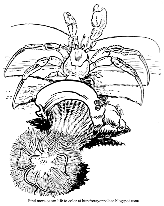 Crayon Palace: A hermit crab and sea anemone coloring page