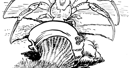 Crayon Palace: A hermit crab and sea anemone coloring page