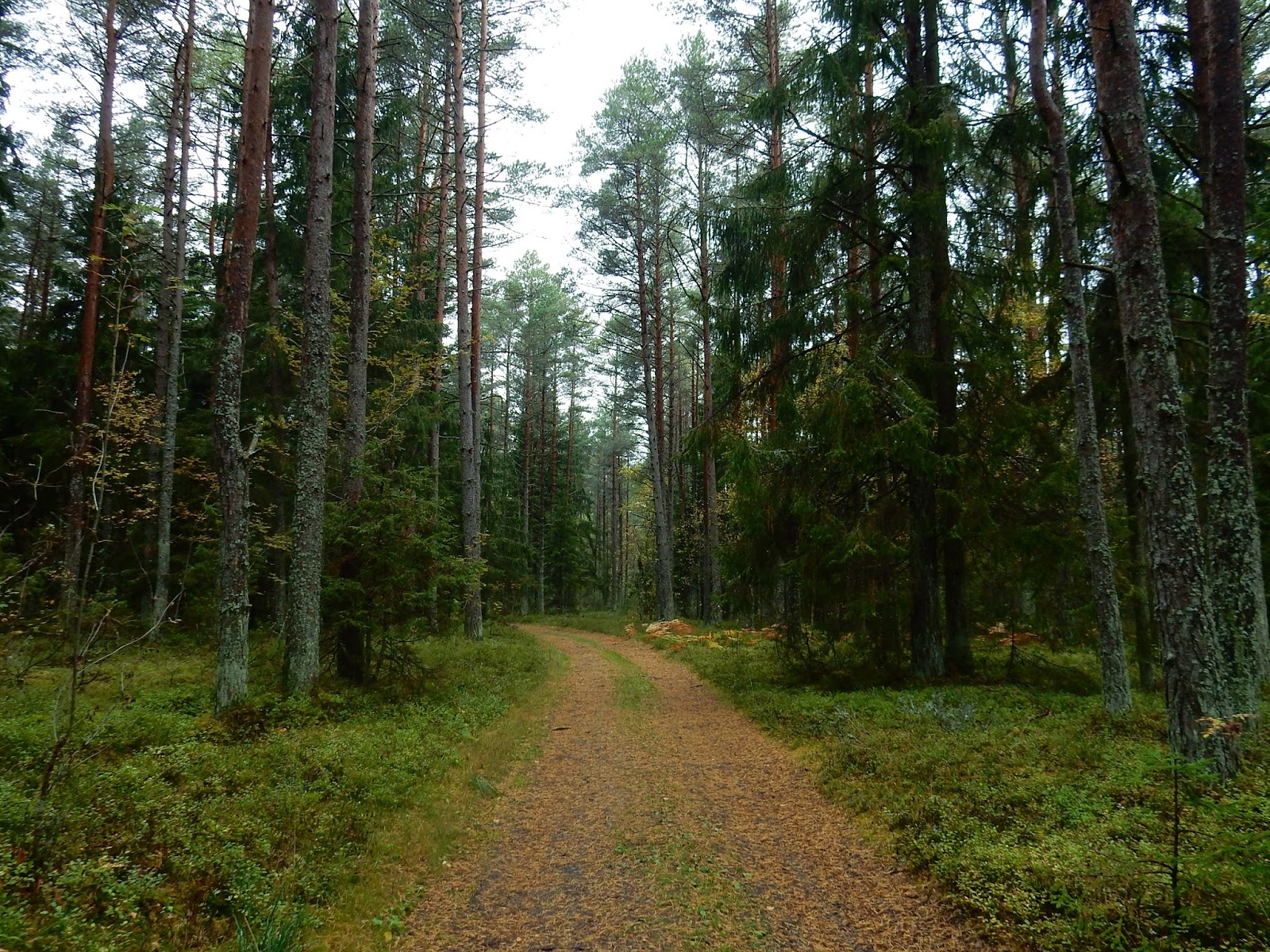 KIIRI SAARe loominguline ajaraamat VIHMA HÄÄL: Metsas on mõnus!