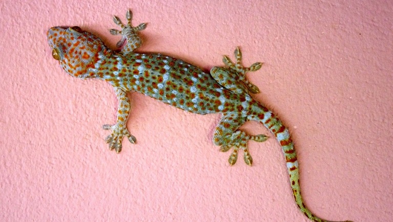 Mengapa Ekor Tokek Tetap Hidup Setelah Terputus dari Tubuhnya ...