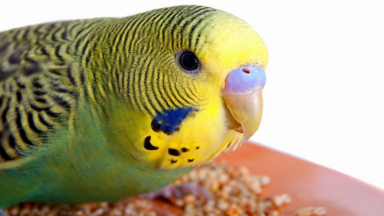 Picture World: Badrika Bird...