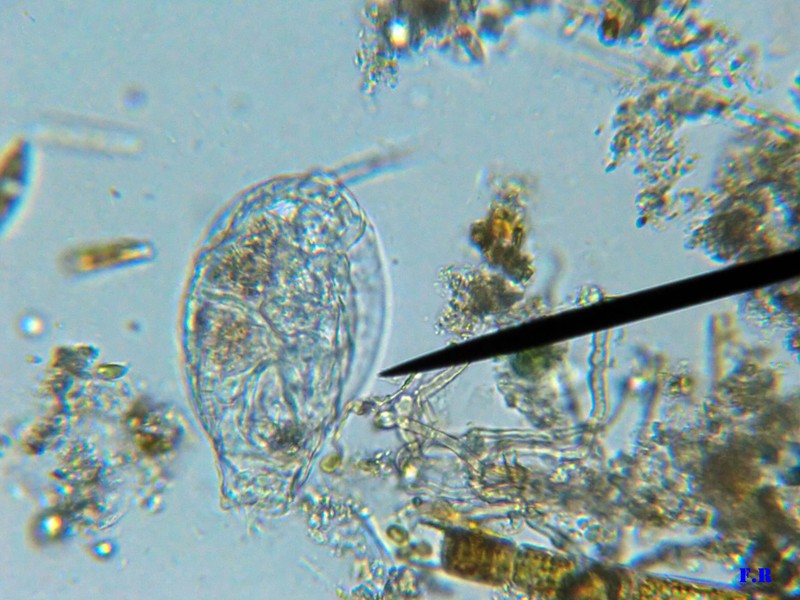 Microorganismo del agua.: LEPADELLA UN NUEVO ROTÍFERO.