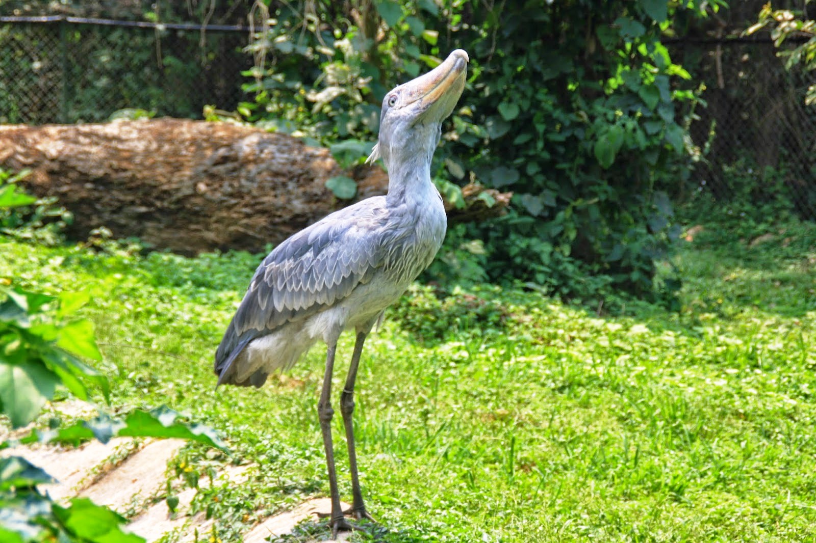 SHOEBILL photos - wallpapers (ανανεωμένο) | the fun bank