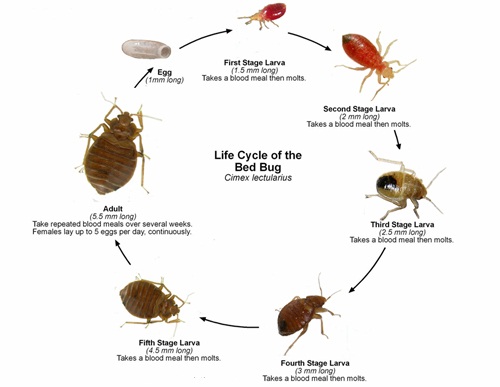 Bed Bugs Vs Scabies Moreoo