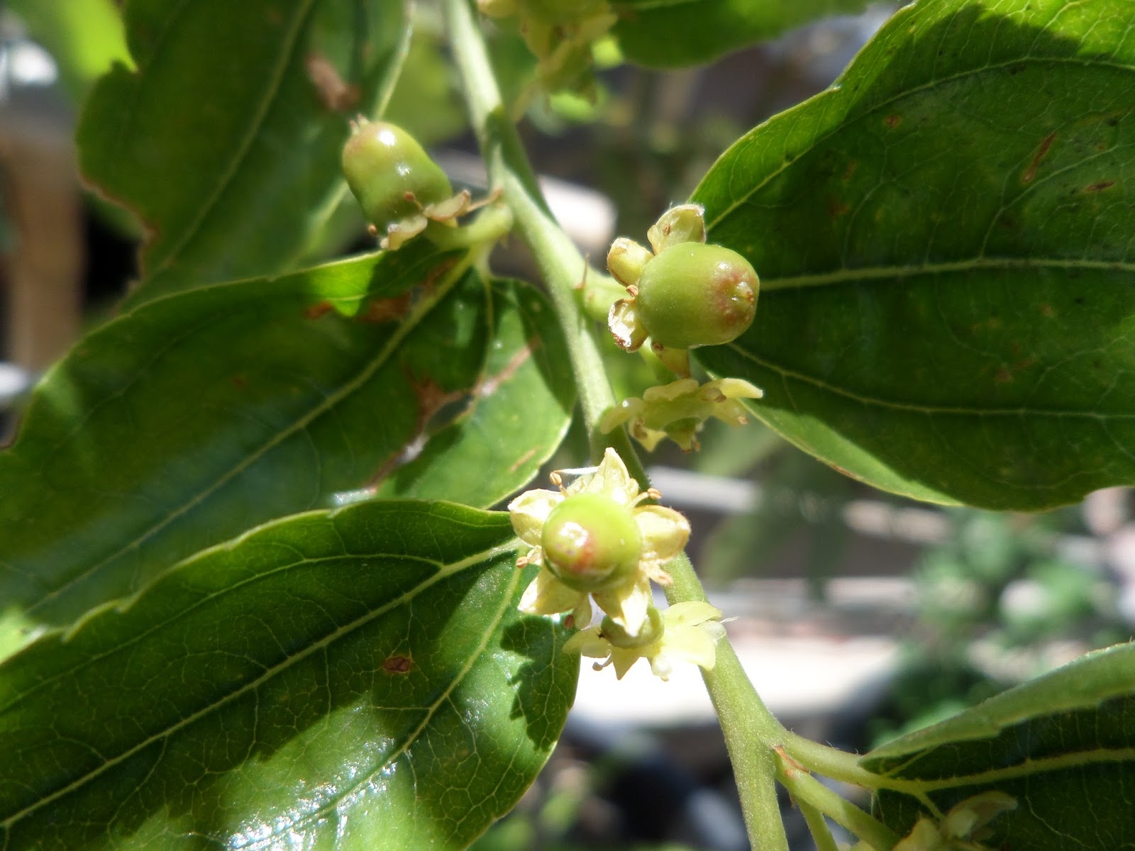 El Jardí de les espècies: Ziziphus jujuba. Ginjoler