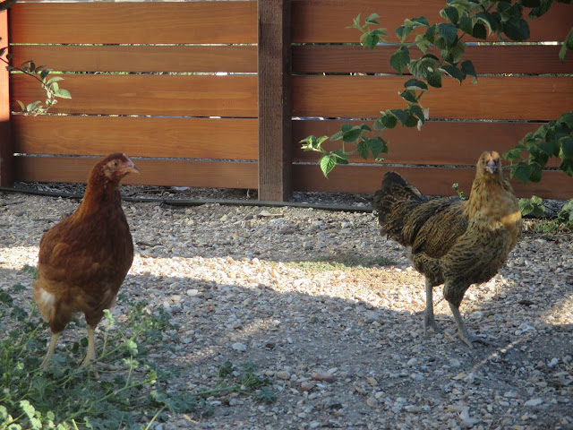 'S Wonderful: Warning: Chicken Panic Is Contagious