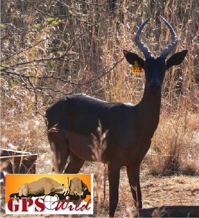 GPS Wild: SWART ROOIBOK RAM