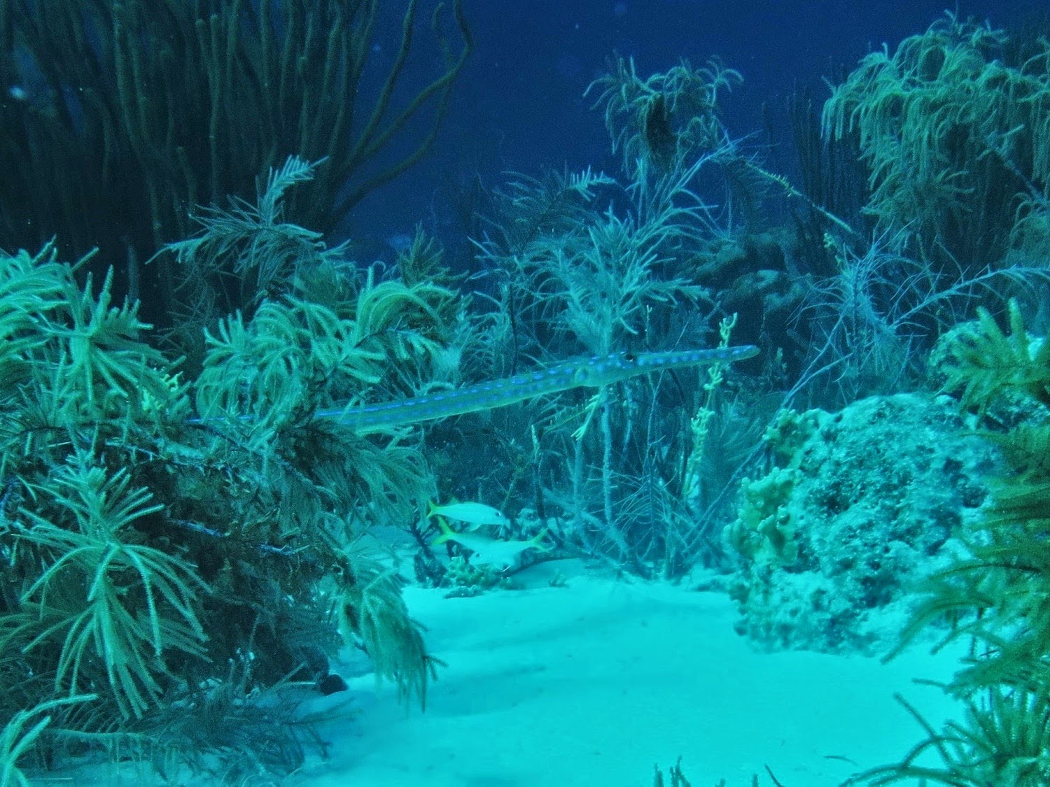 Rambling Jill: Cornetfish