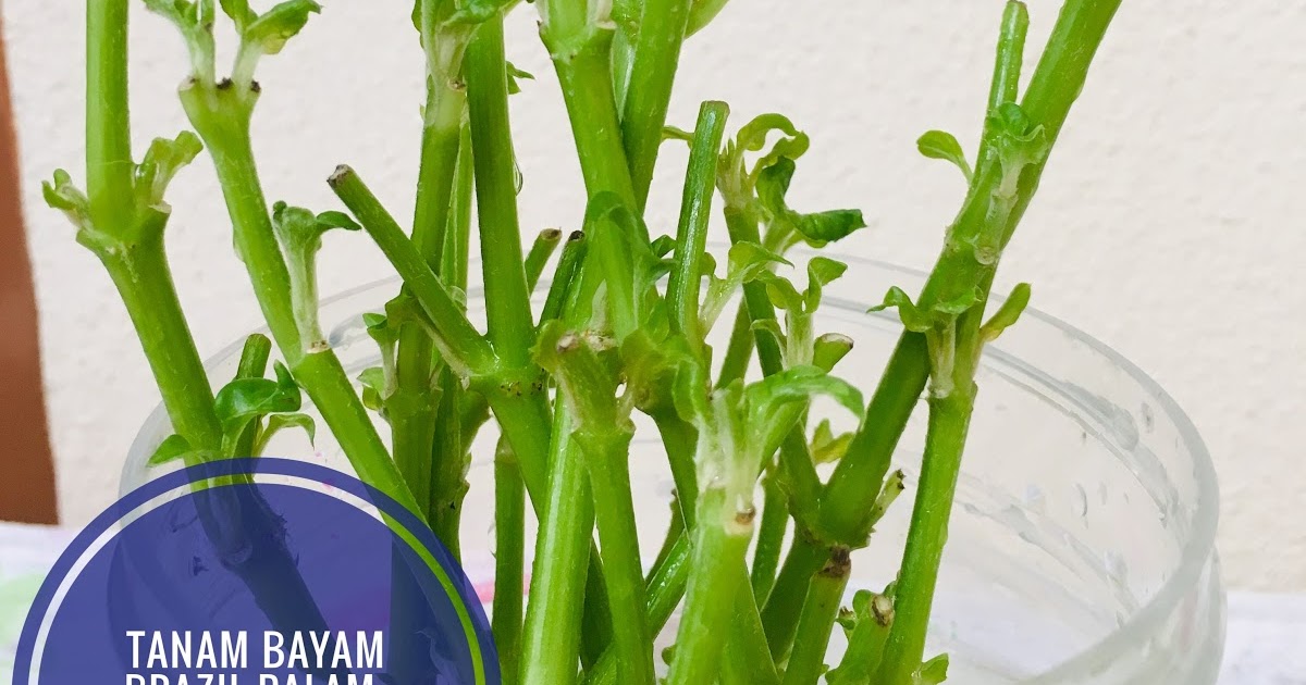 Tips Mudah Tanam Bayam Brazil @ Brazillian Spinach Plant Dalam Botol Air