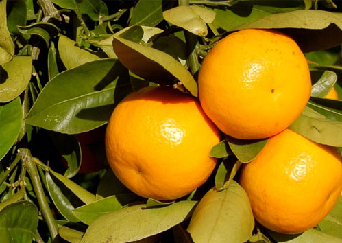 HUERTO DE CITRICOS: Introduccion a los Citricos