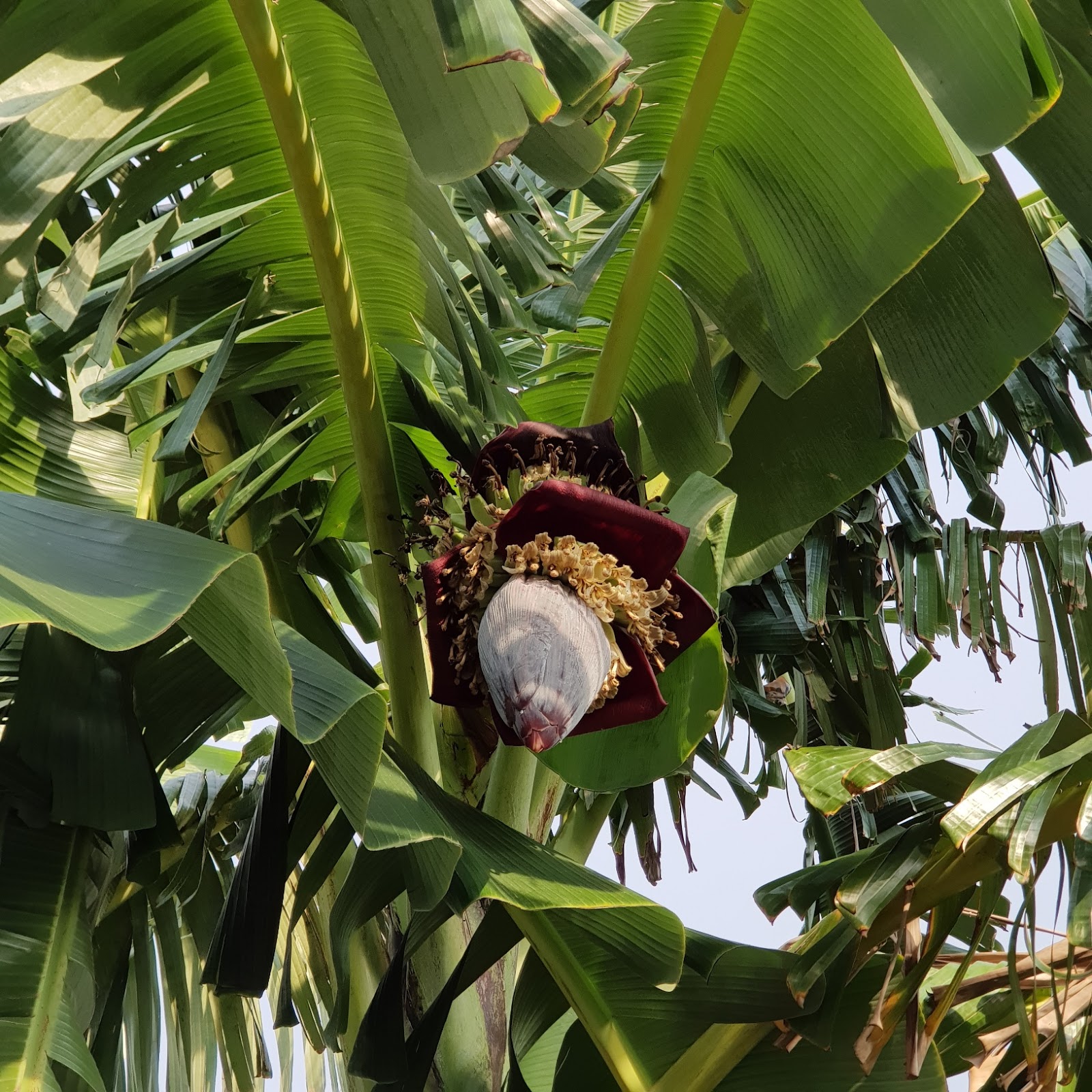 A life of a biologist: Native fruit bearing trees of the Philippines ...