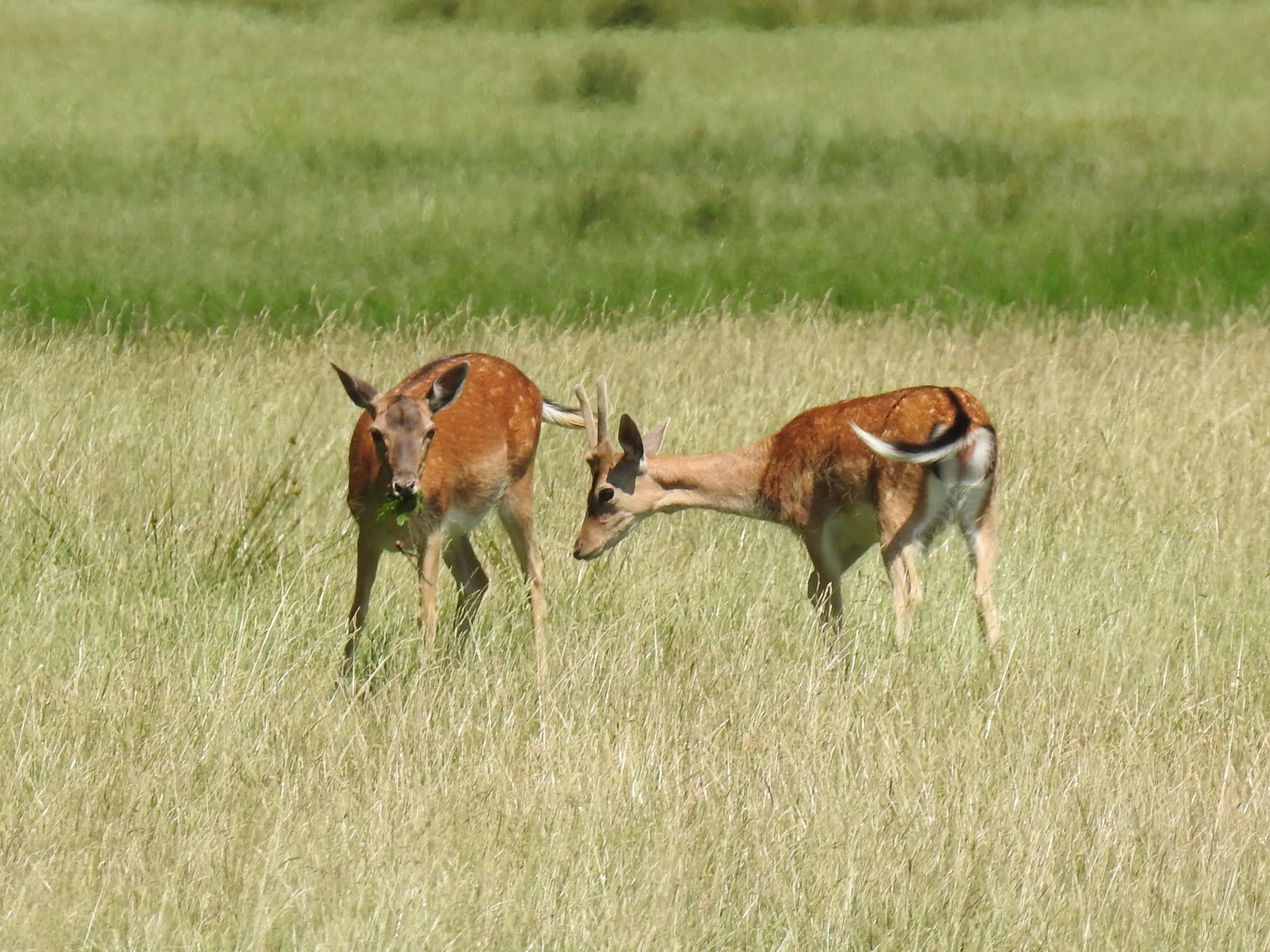 Travel with Kevin and Ruth: Exploring Dulmen, Germany