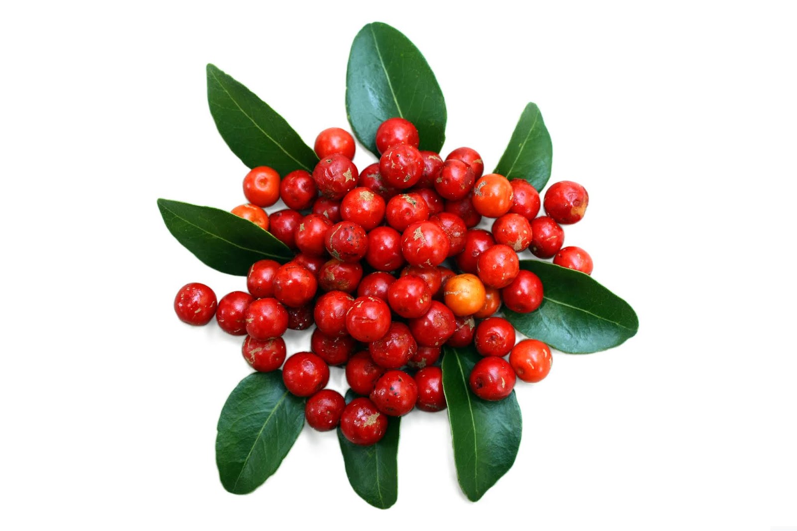 ECOHERBS .....: Veera Maram[Dryptes Sepiara]