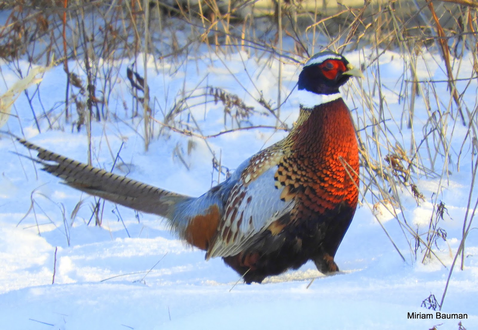 Ring-necked Pheasant (Faisan de chasse) - Travels With Birds