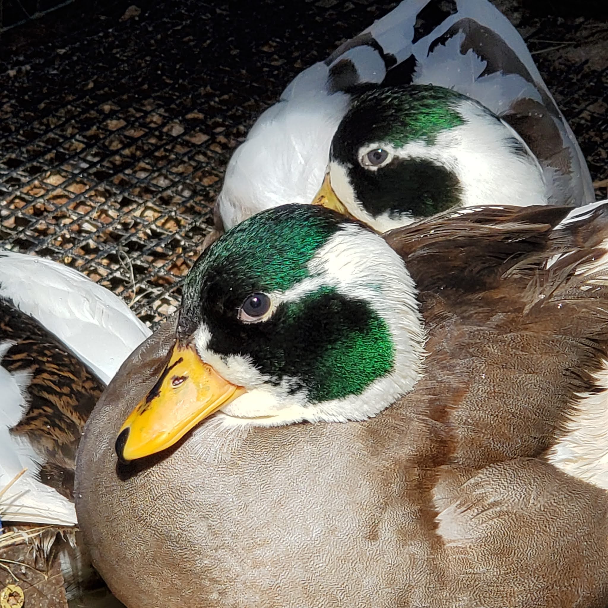 Blue Sky Country Farm: Penciled Call Duck