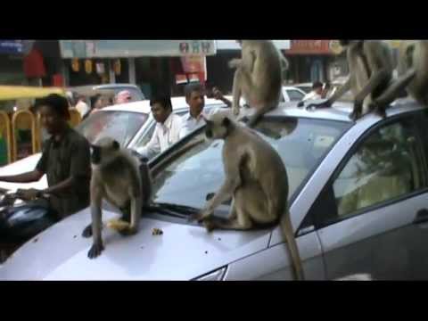 Monkey steals a bus while the driver takes a nap