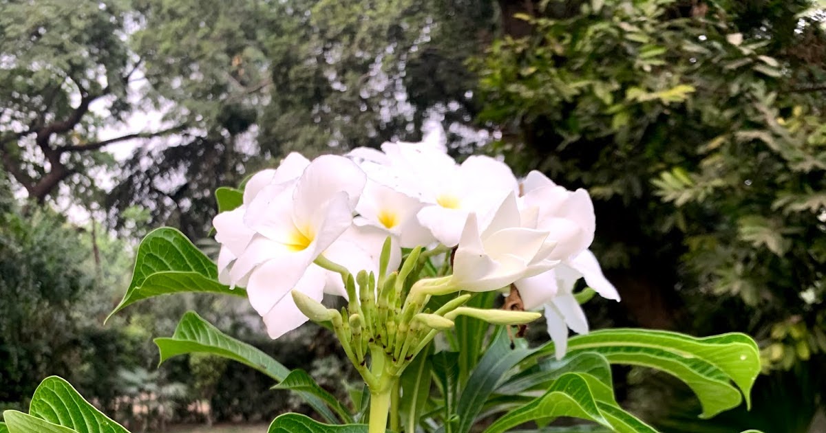 Plants of Lahore - Pakistan: Plumeria pudica- Bridal Bouquet