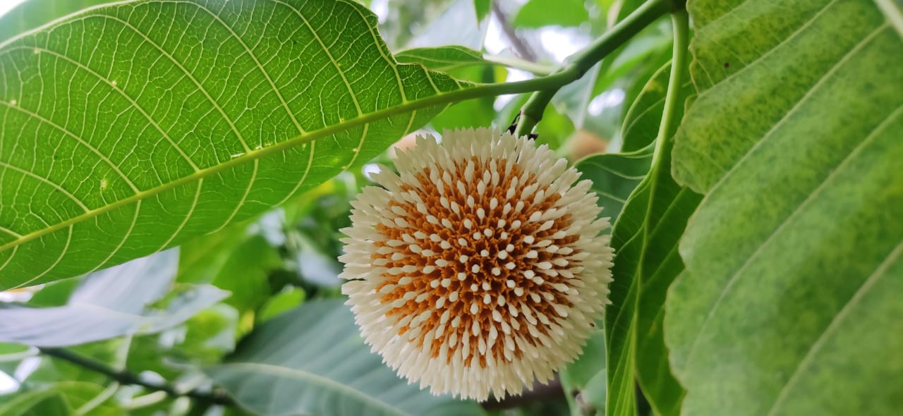 Kadamba Flower (Neolamarckia cadamba)
