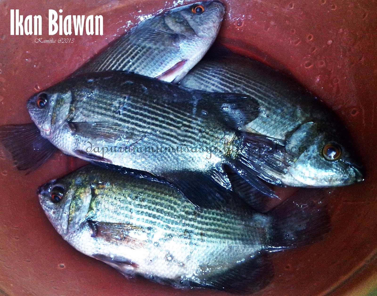 Cozy Kitchen : Ikan Biawan