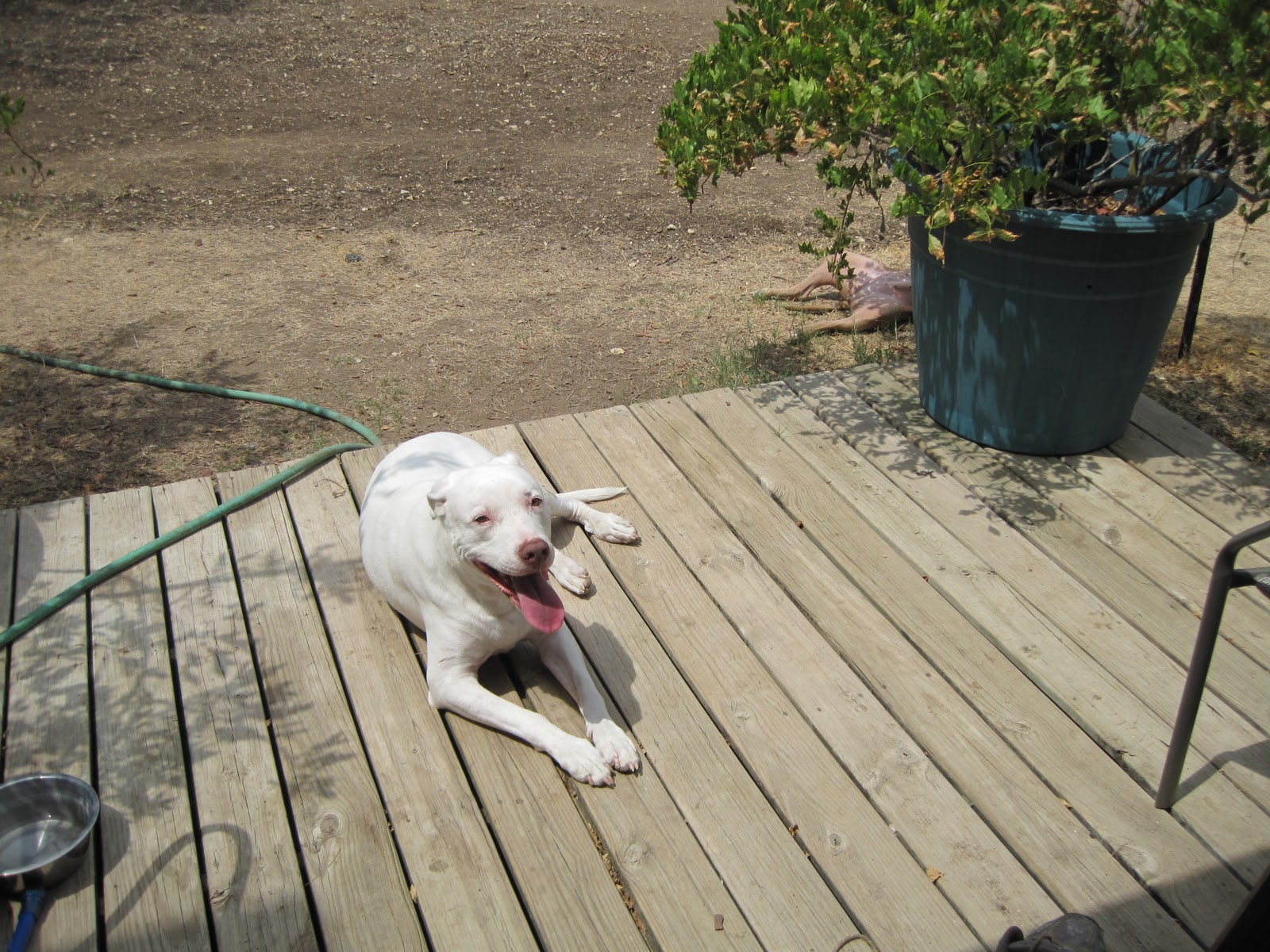 The Happy Pit Bull Blog: Roast Dog Recipe