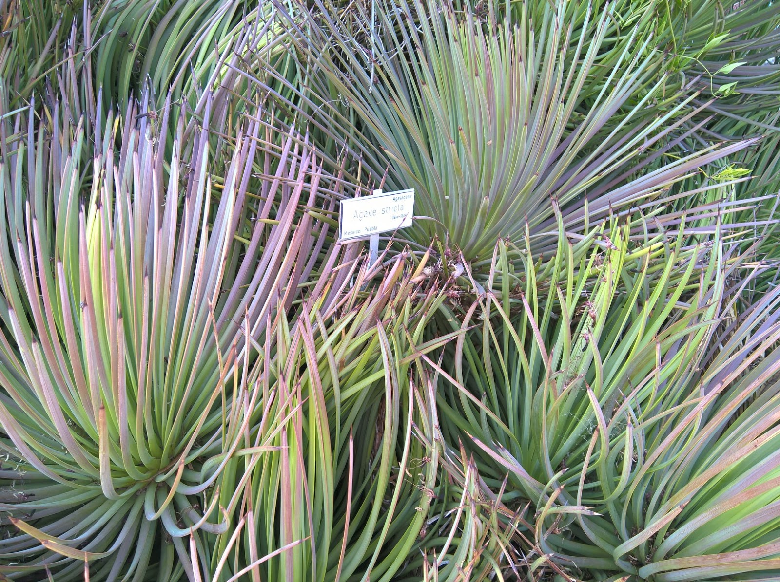 Agave : Come Riconoscere le Diverse Specie - Con Foto e Descrizione ...