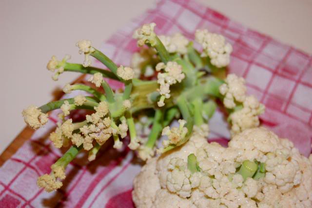 Physiological Disorders of Cauliflower