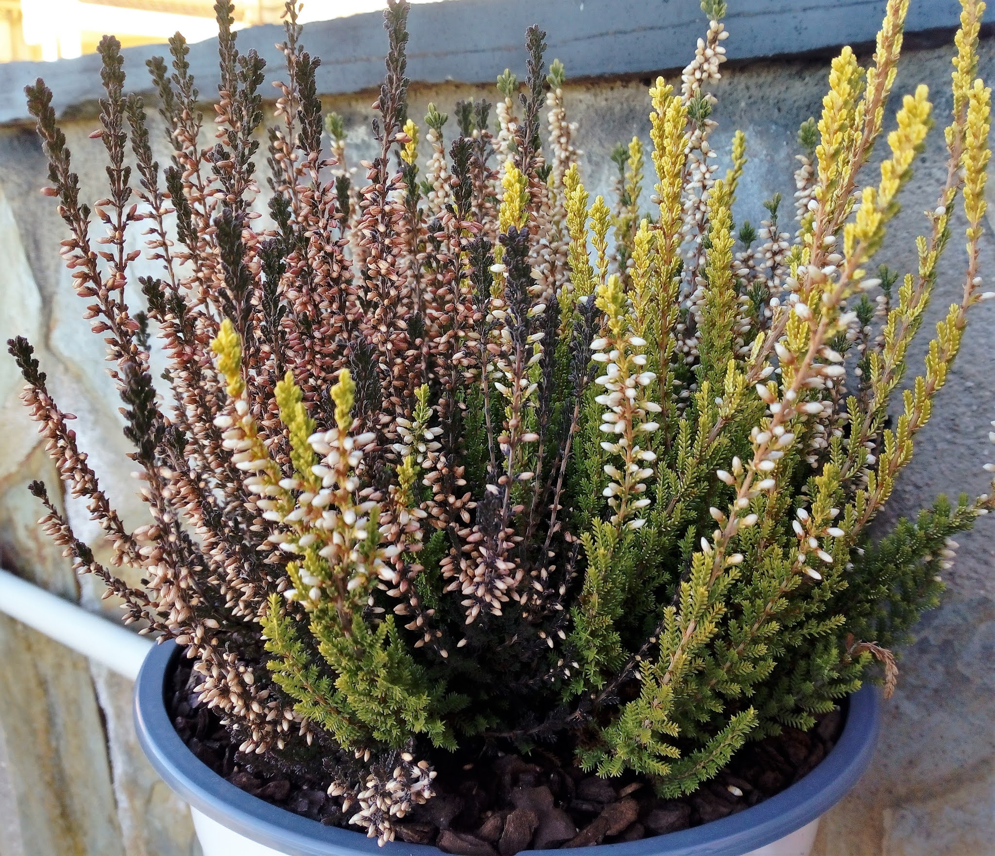 Biosfera vegetal.: Calluna o brecina (Calluna vulgaris (L.) Hull.).