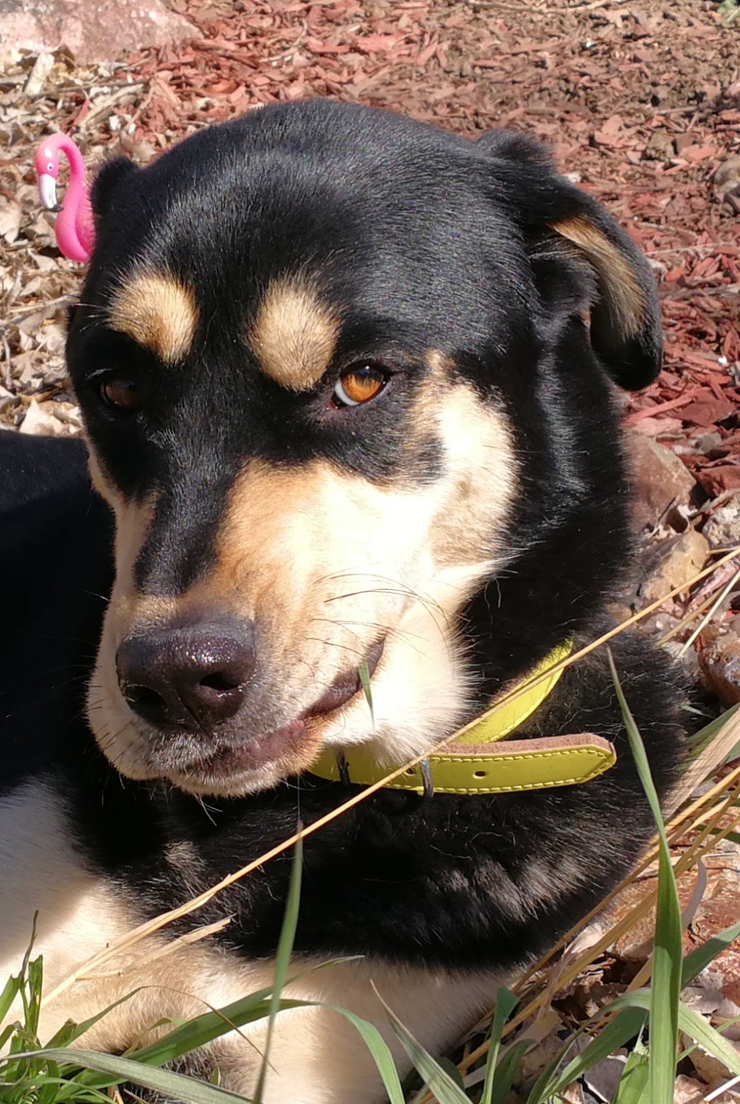 Rottsky = Rottweiler + Husky: hide & seek