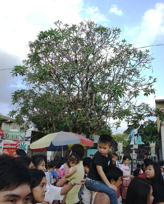 OUR PHILIPPINE TREES: The Cemetery Tree
