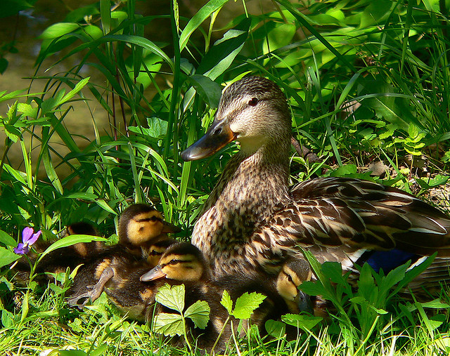 The Ducklings of Spring | The Ark In Space