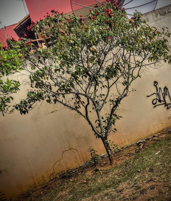 Conheça o urucum e seus poderosos benefícios! - Vivendo Bem Feliz