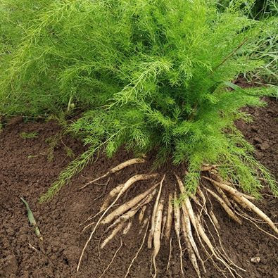 Ayurveda Initiative Global: Asparagus Racemosus - Shatavari