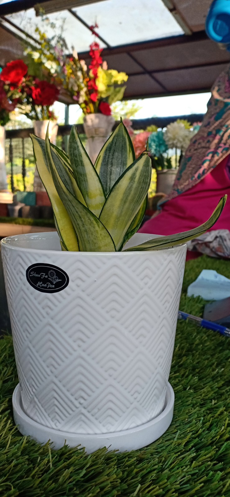 BUMI HIJAU NURSERY (002279488-D): Pasu Viral