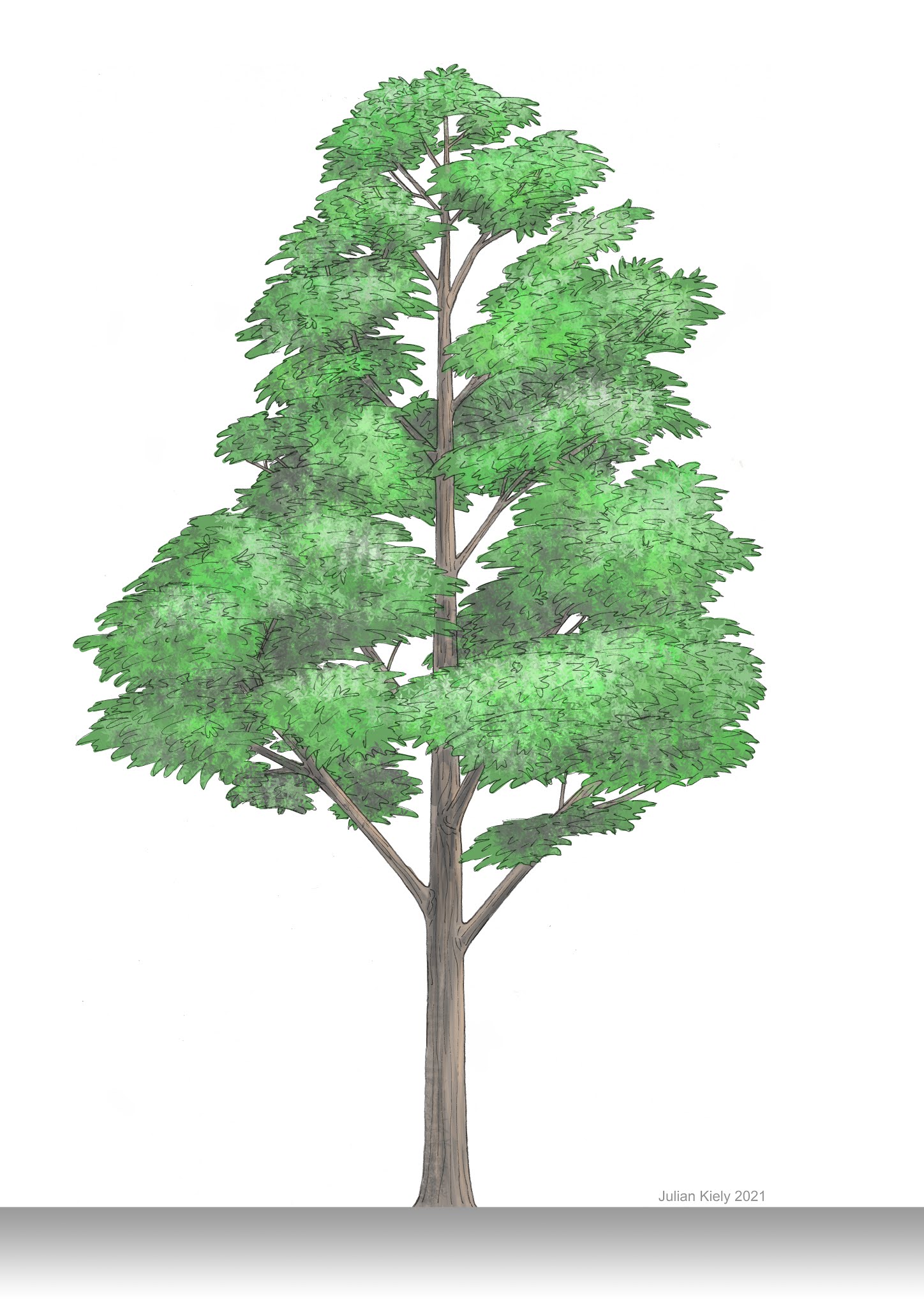 Fantastic Caytoniales and how to reconstruct them.